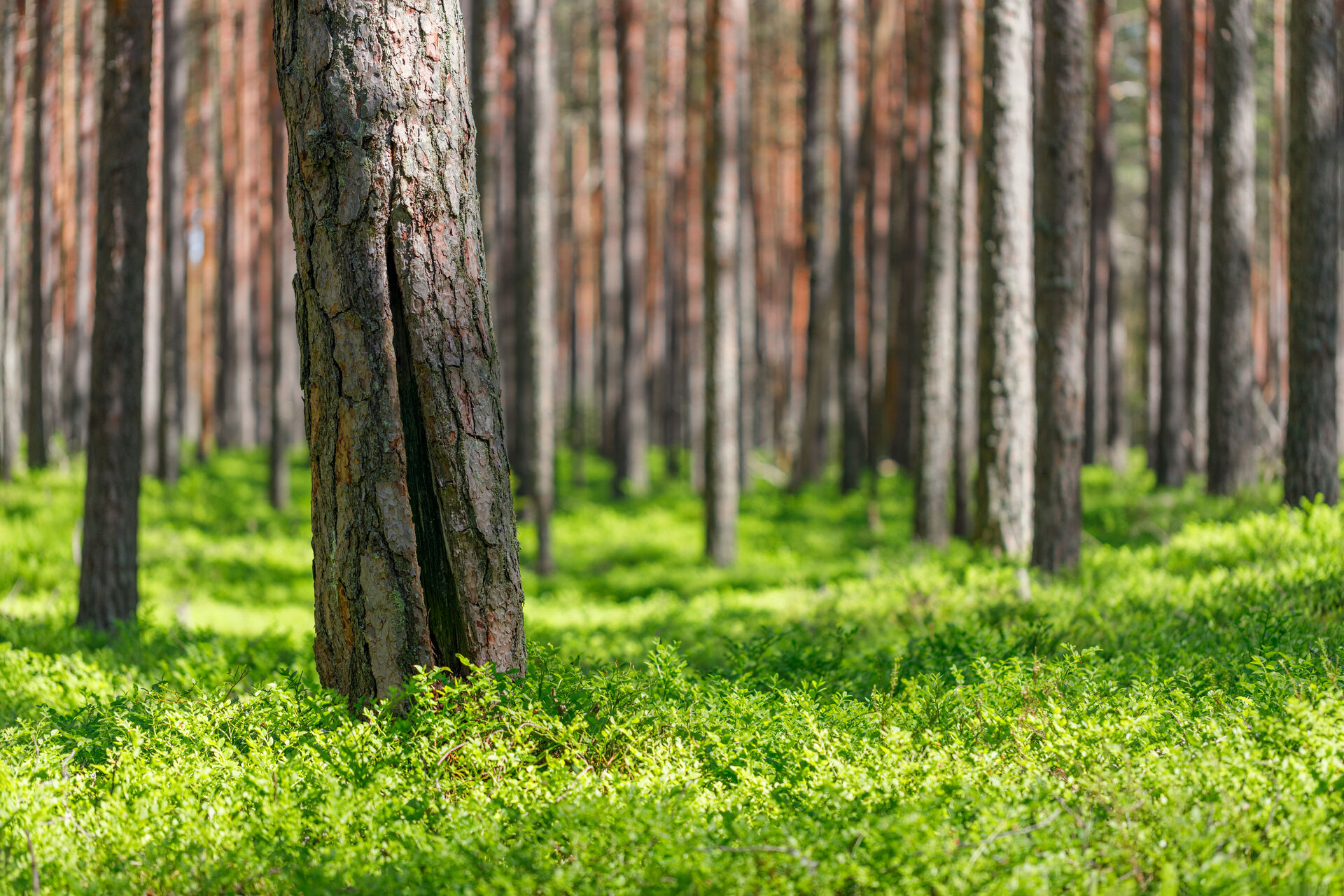 Teknos Sustainability in 2024 - Teknos